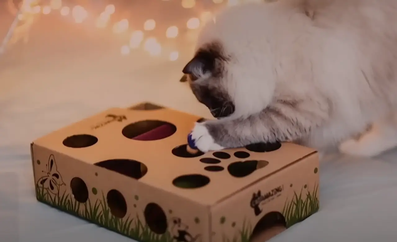 Cat Amazing: What Happened After Shark Tank - SharkTankWiki